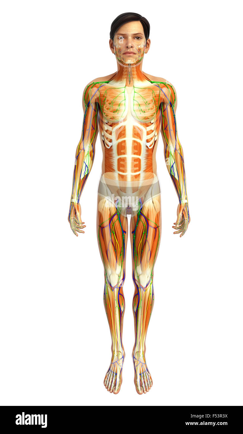 3d rendered illustration of human body Stock Photo - Alamy