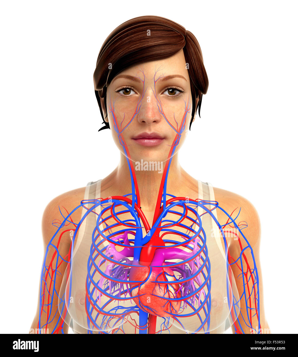 3d rendered illustration of human body Stock Photo - Alamy
