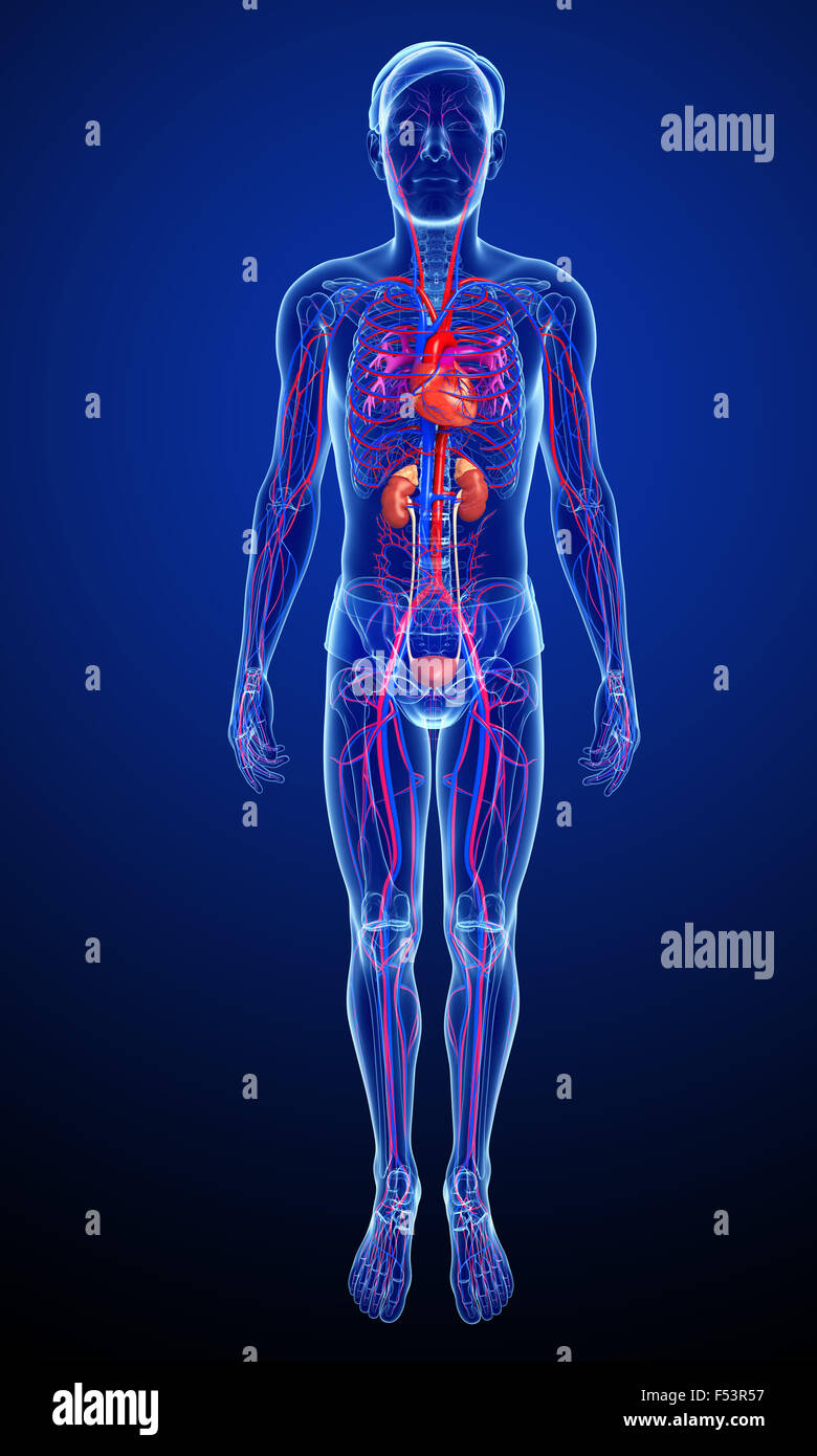 3d rendered illustration of male arterial system Stock Photo - Alamy