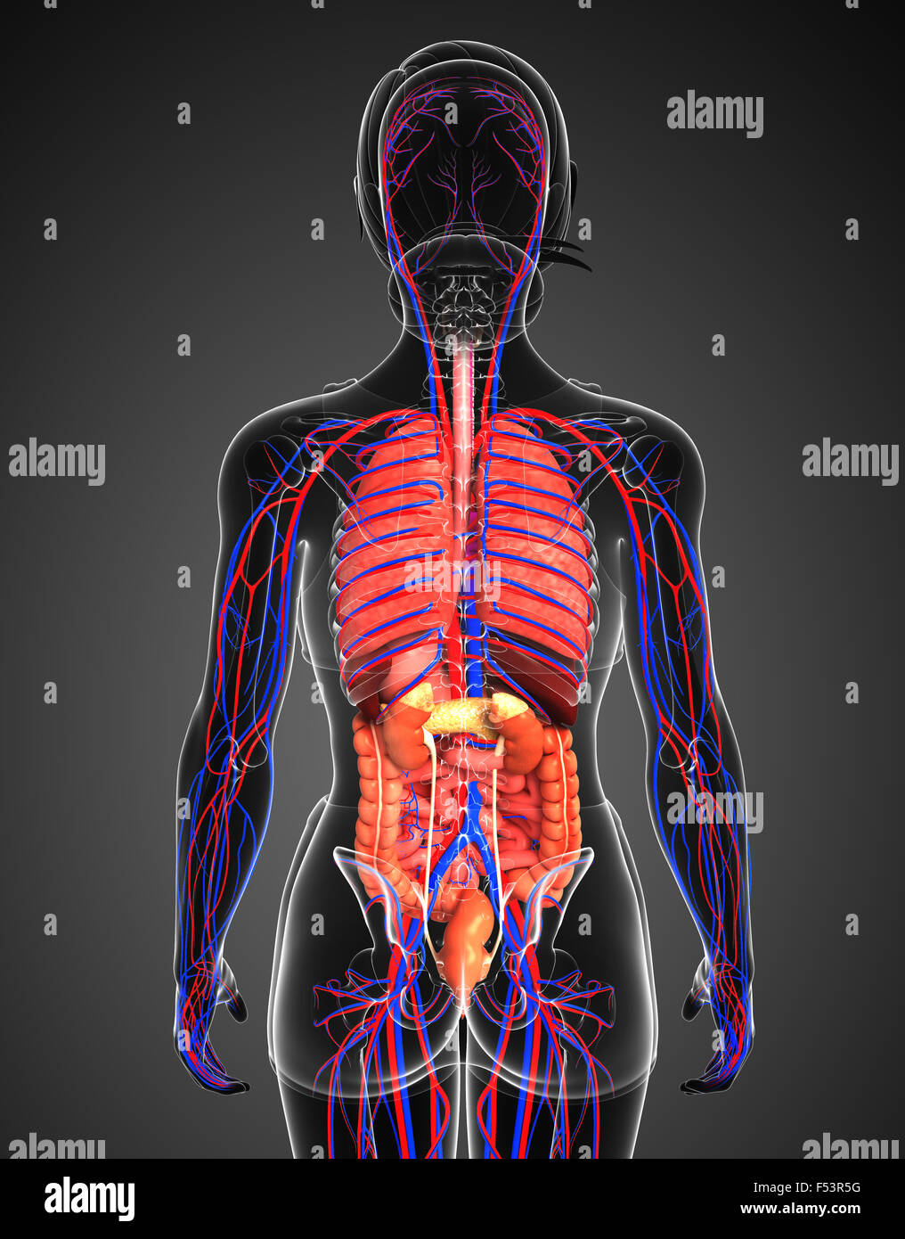 Female anatomy and digestive system hi-res stock photography and images ...