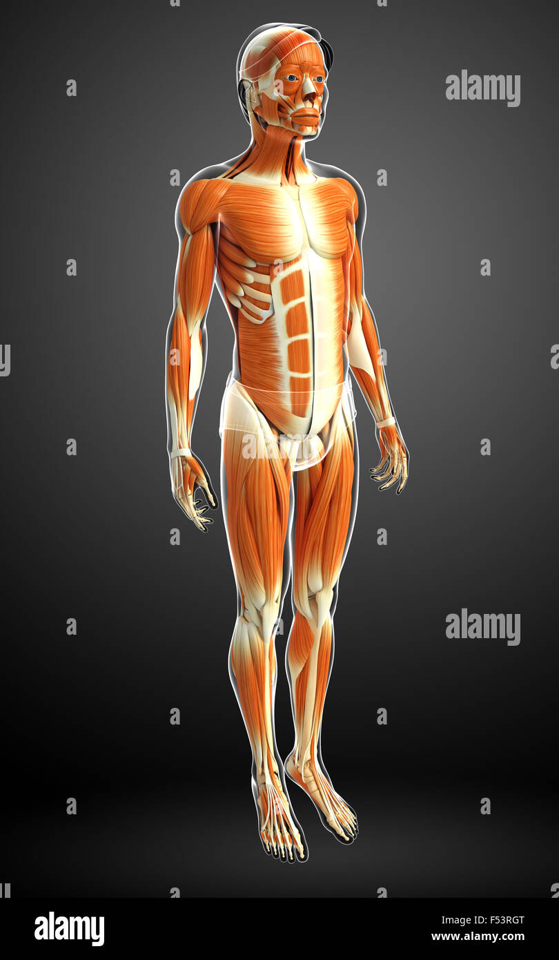 3d rendered illustration of human body Stock Photo - Alamy