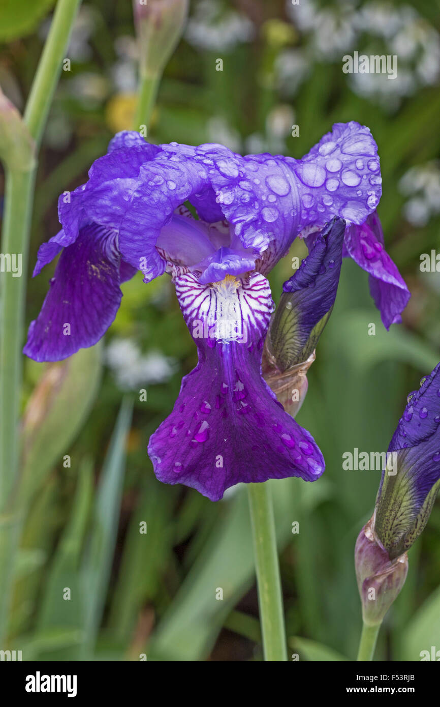 Bearded purple iris hi-res stock photography and images - Alamy