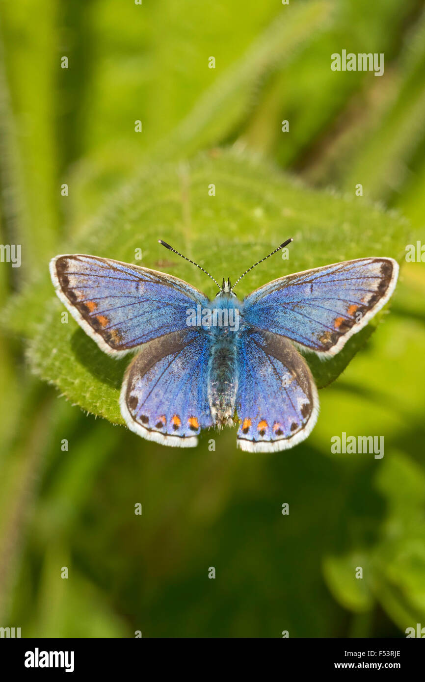 A female Common Blue, basking Stock Photo - Alamy