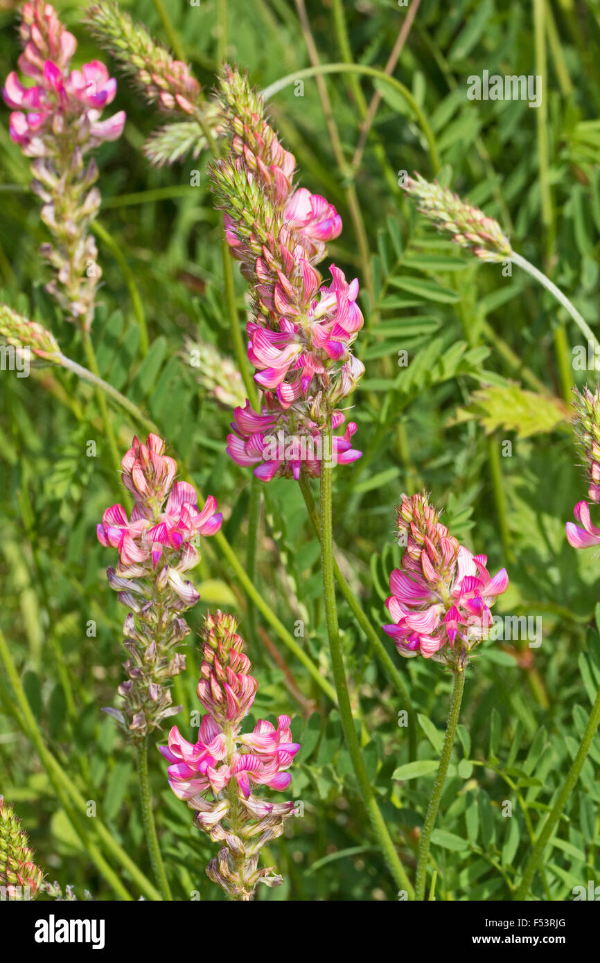 Sainfoin growing at Hutchinson's Bank,New Addington Stock Photo - Alamy