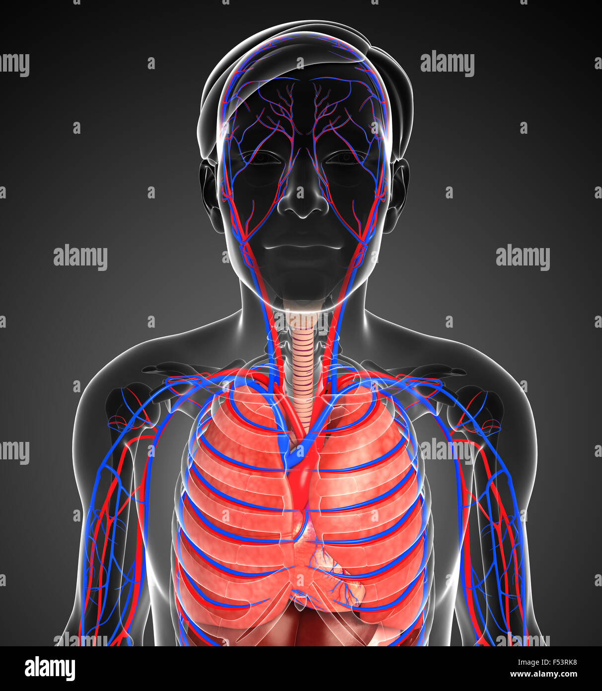 Illustration of male respiratory and circulatory system Stock Photo - Alamy