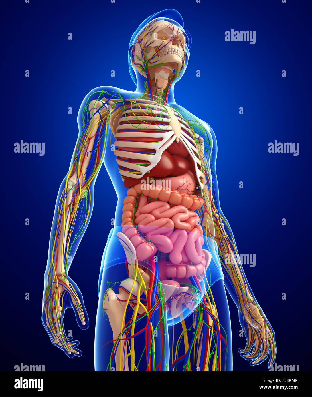 illustration of Lymphatic, skeletal, nervous and circulatory system of ...