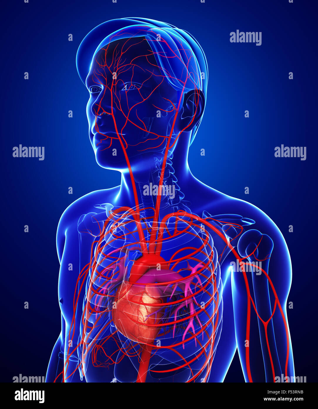 3d rendered illustration of male arterial system Stock Photo - Alamy