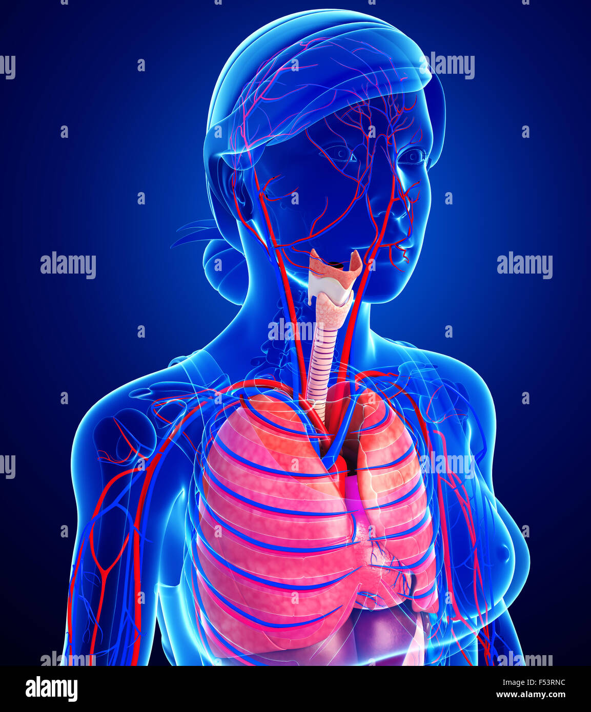 Female thorax anatomy hi-res stock photography and images - Alamy