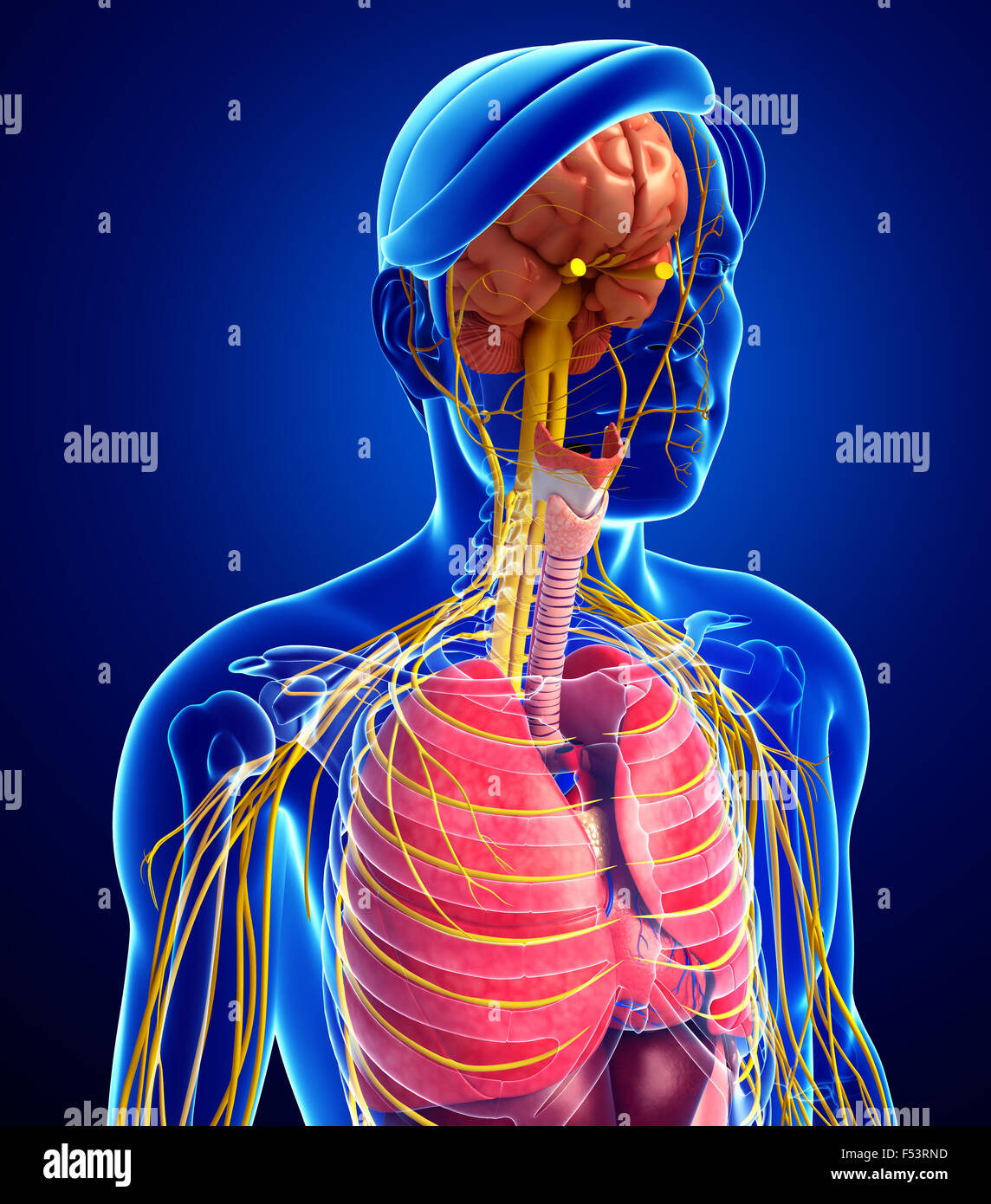 Illustration of Male body with nervous and digestive system artwork ...