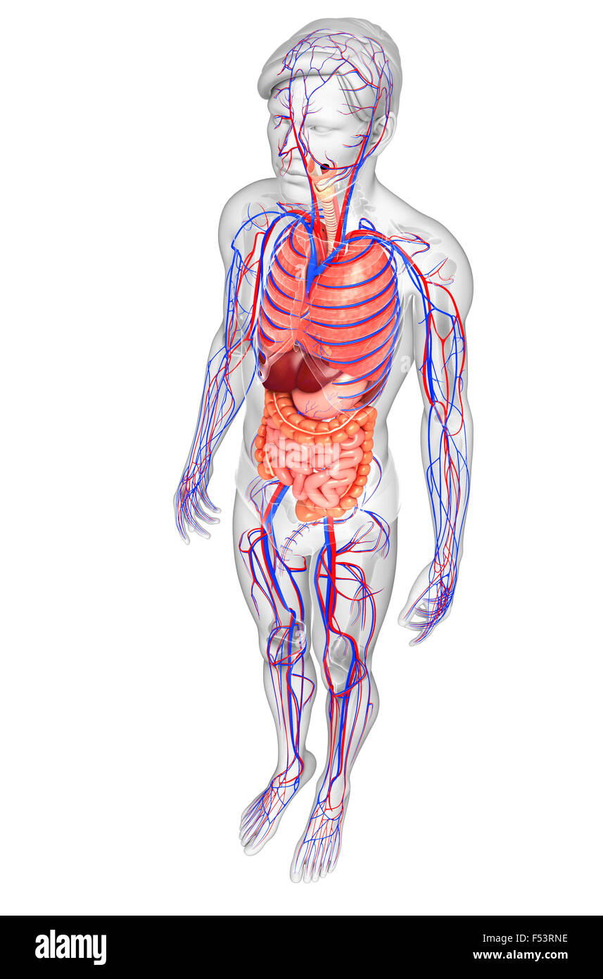 Digestive and circulatory system of male body artwork Stock Photo - Alamy