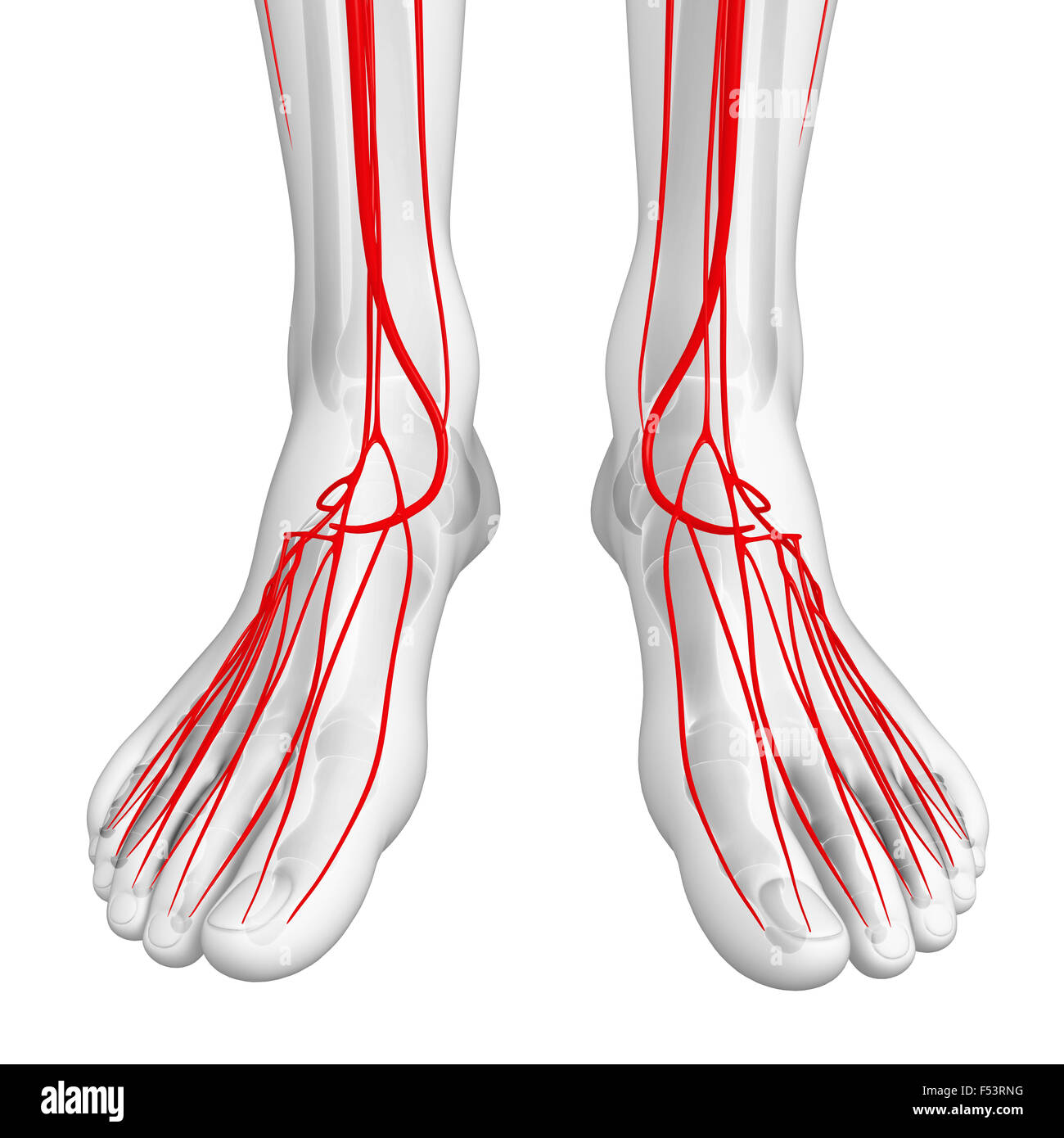 Circulatory system 3d human Cut Out Stock Images & Pictures - Alamy