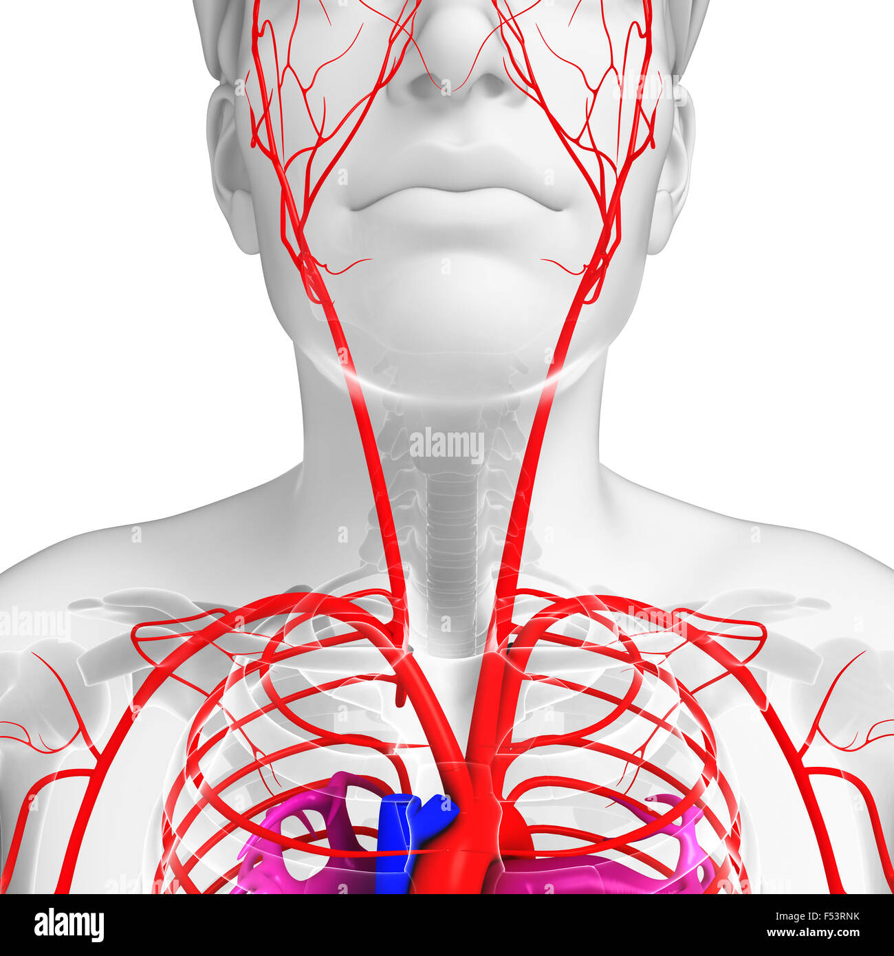 3d rendered illustration of male arterial system Stock Photo - Alamy