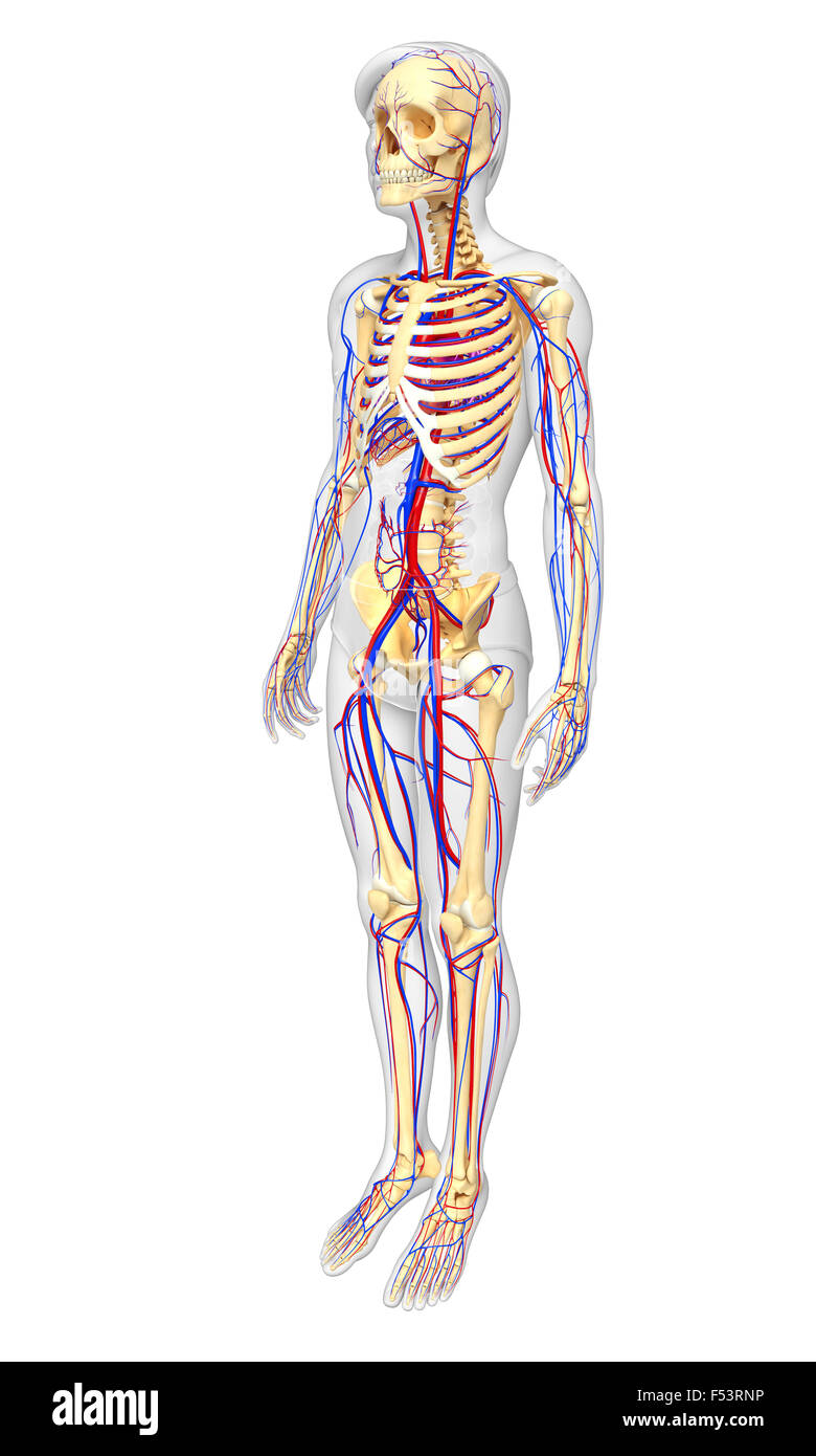 Illustration of male skeletal circulatory system Stock Photo - Alamy