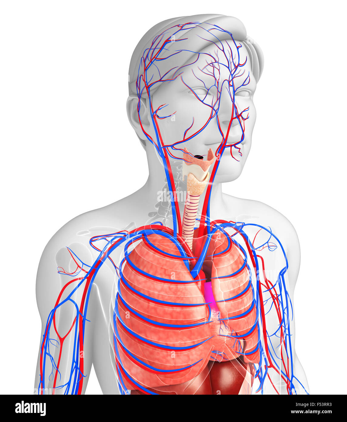 Illustration of male respiratory and circulatory system Stock Photo - Alamy
