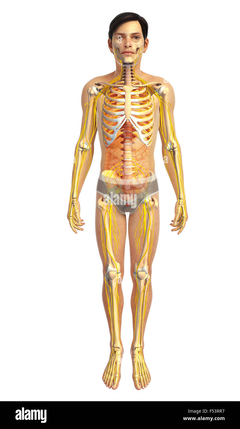 3d rendered illustration of human body Stock Photo - Alamy