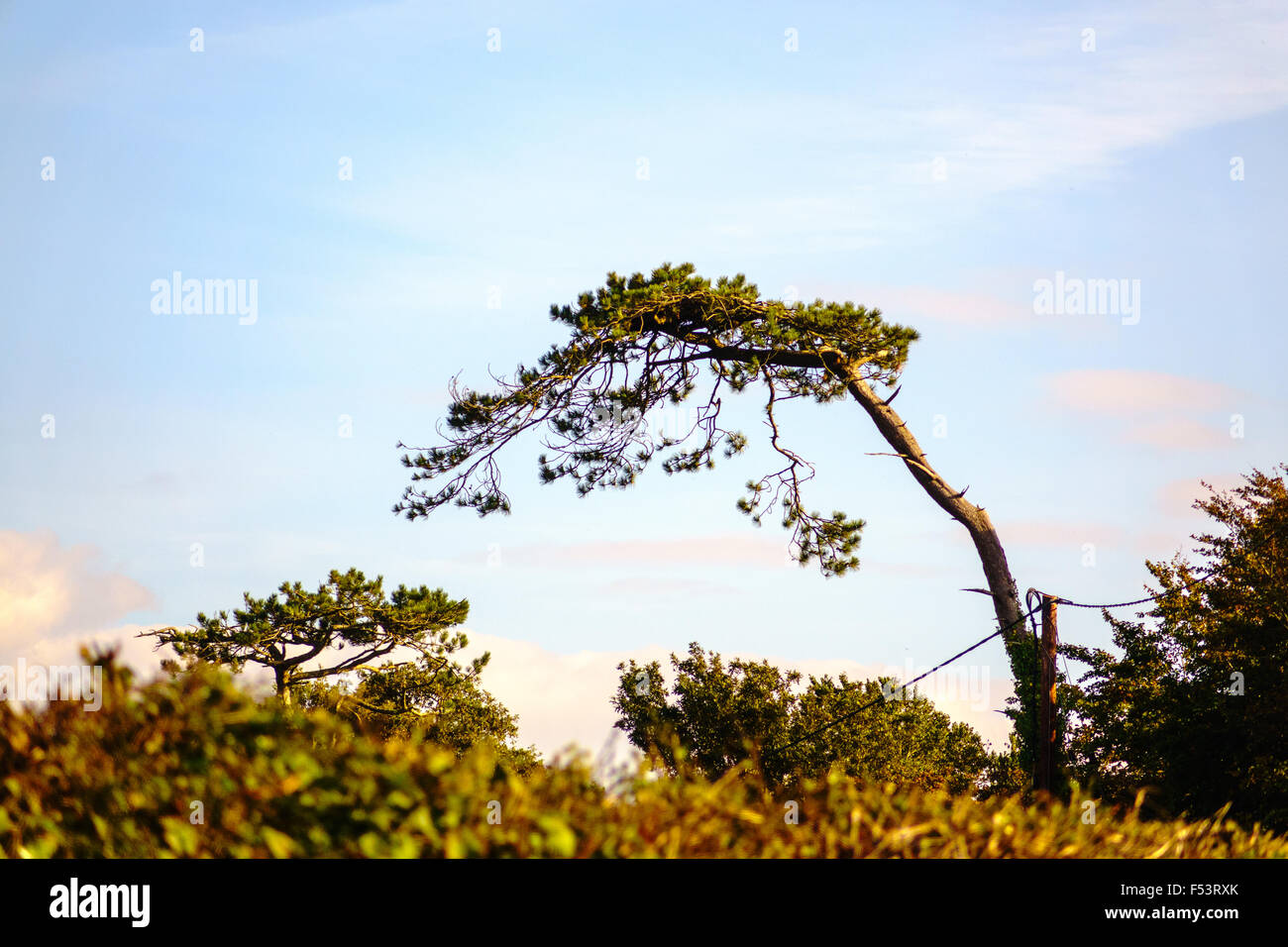 Windswept tree hi-res stock photography and images - Alamy
