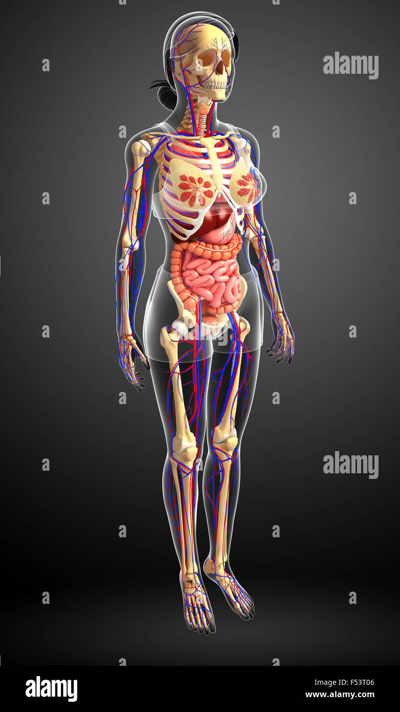 Illustration of Female skeletal, digestive and circulatory system Stock ...