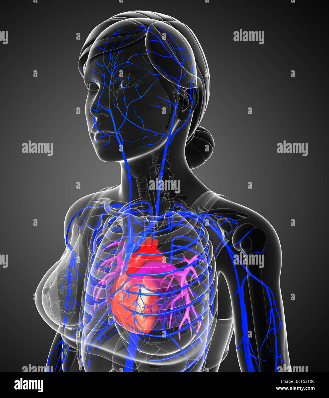 3d rendered illustration of human body Stock Photo - Alamy