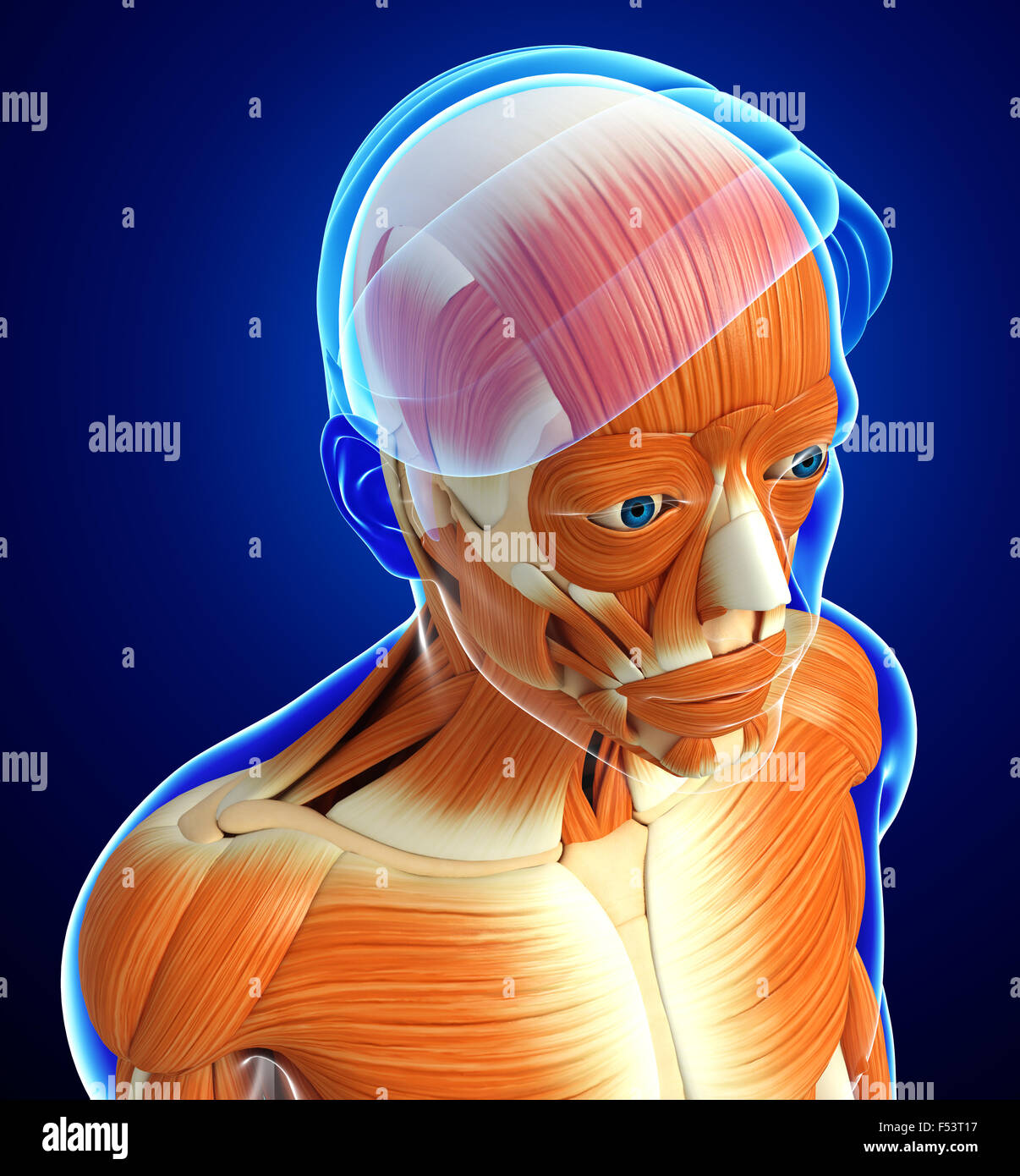 3d rendered illustration of human body Stock Photo - Alamy