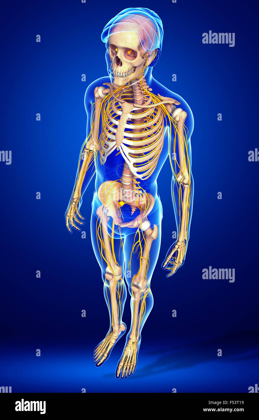 Human nervous system and skeleton hi-res stock photography and images ...