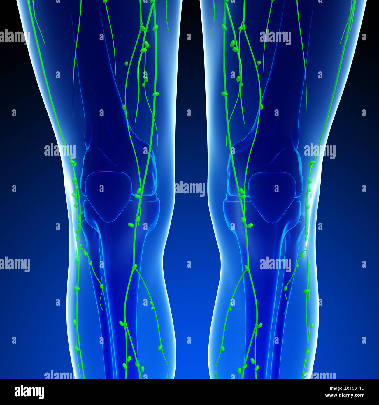 Illustration of human body lymphatic system Stock Photo - Alamy