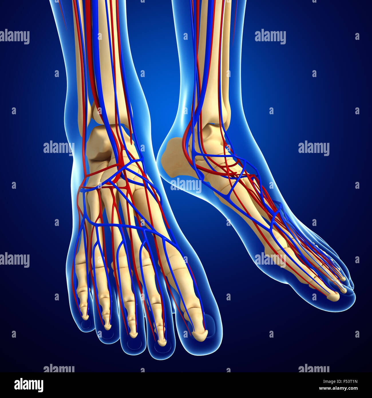Illustration of human skeletal circulatory system Stock Photo - Alamy
