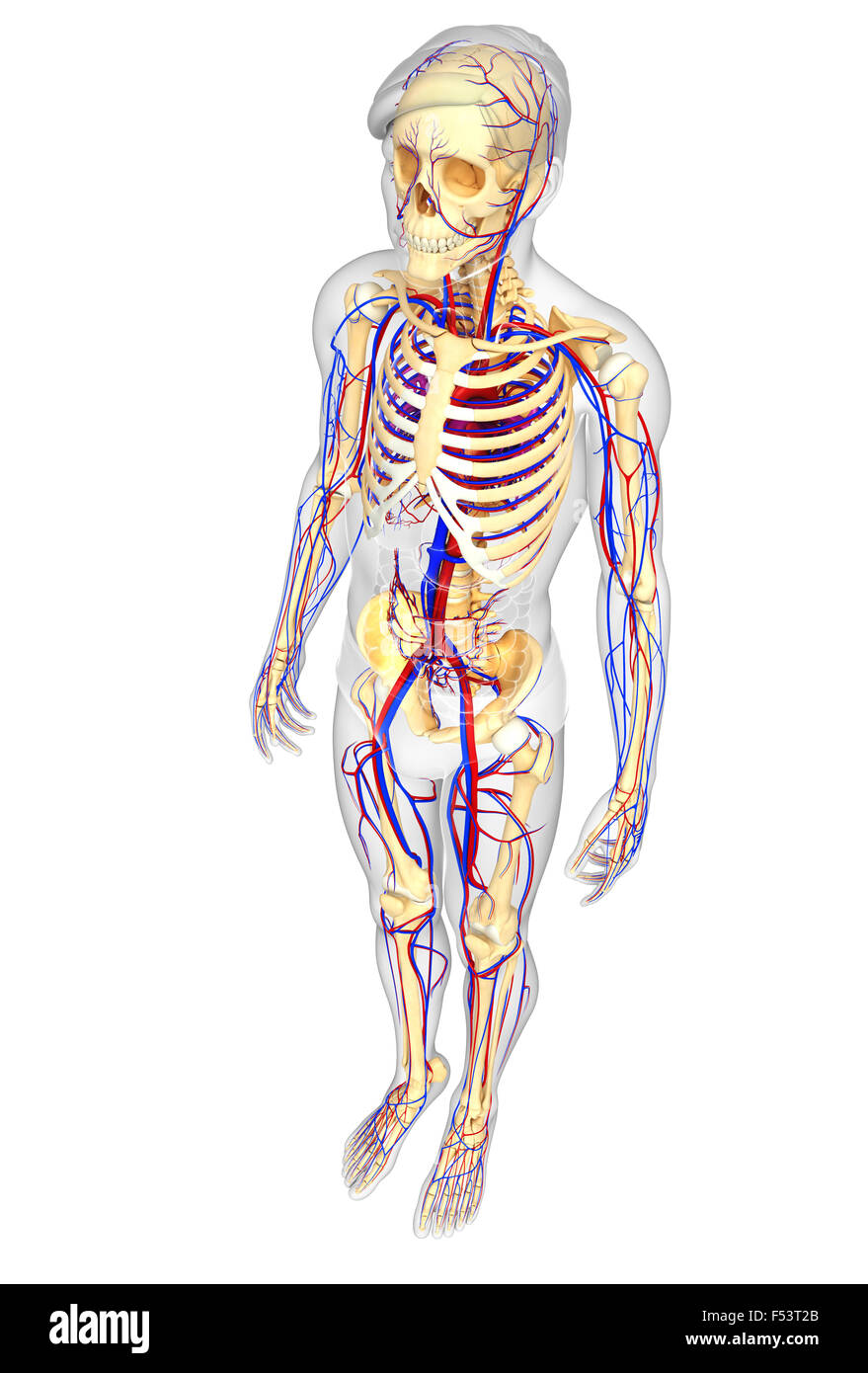 Illustration of male skeletal circulatory system Stock Photo - Alamy