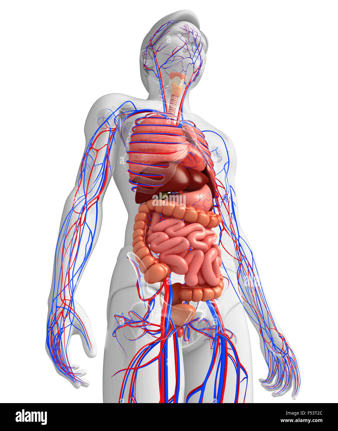 Digestive and circulatory system of male body artwork Stock Photo - Alamy