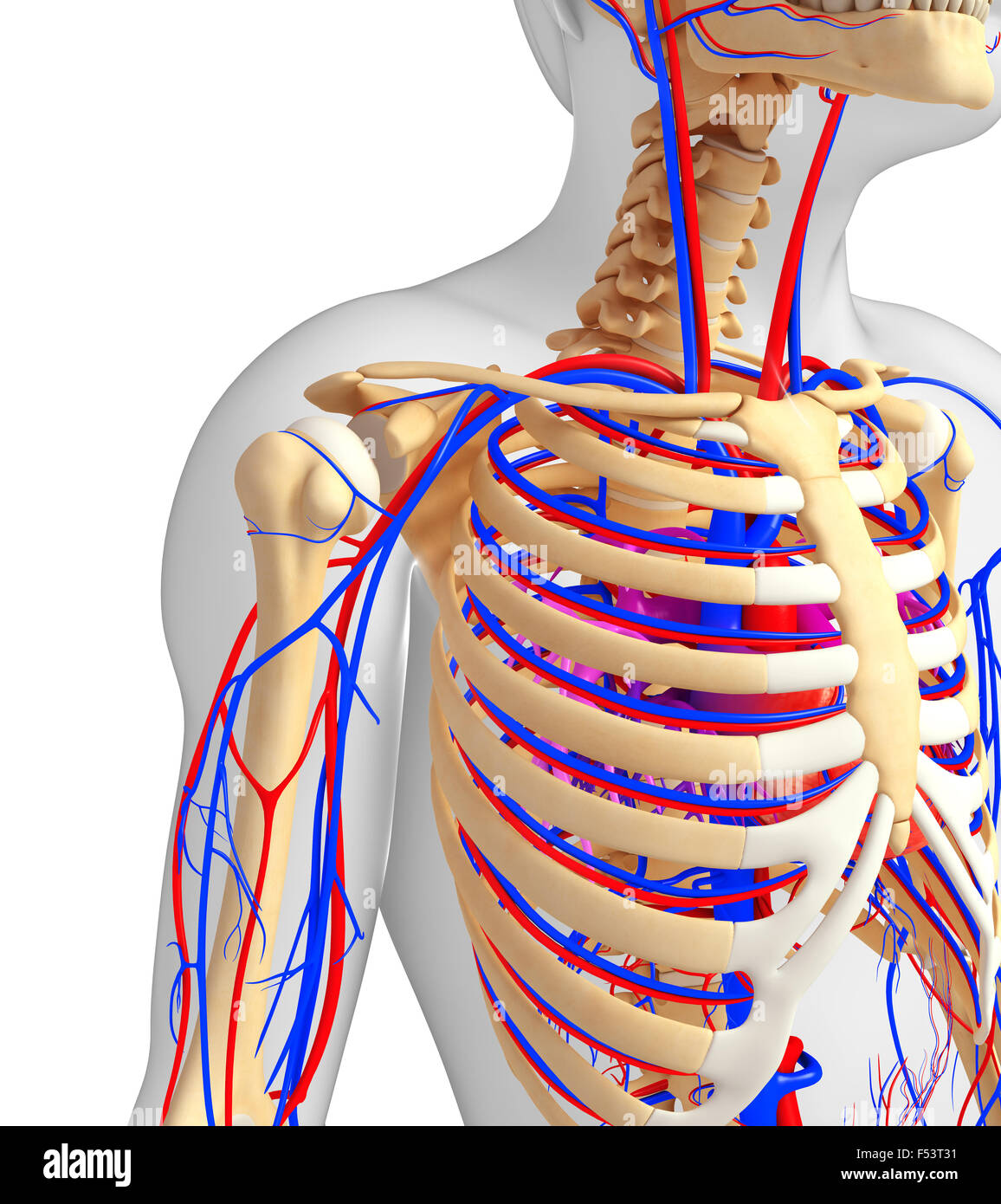 Illustration of male skeletal circulatory system Stock Photo - Alamy