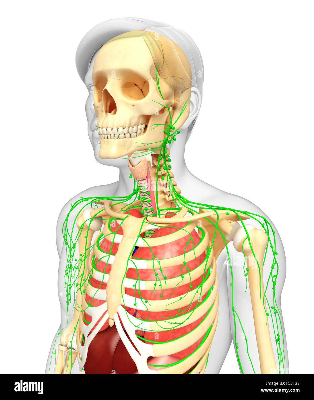 Illustration of Male body lymphatic, skeletal and respiratory system ...