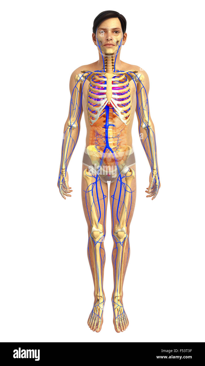 3d rendered illustration of human body Stock Photo - Alamy