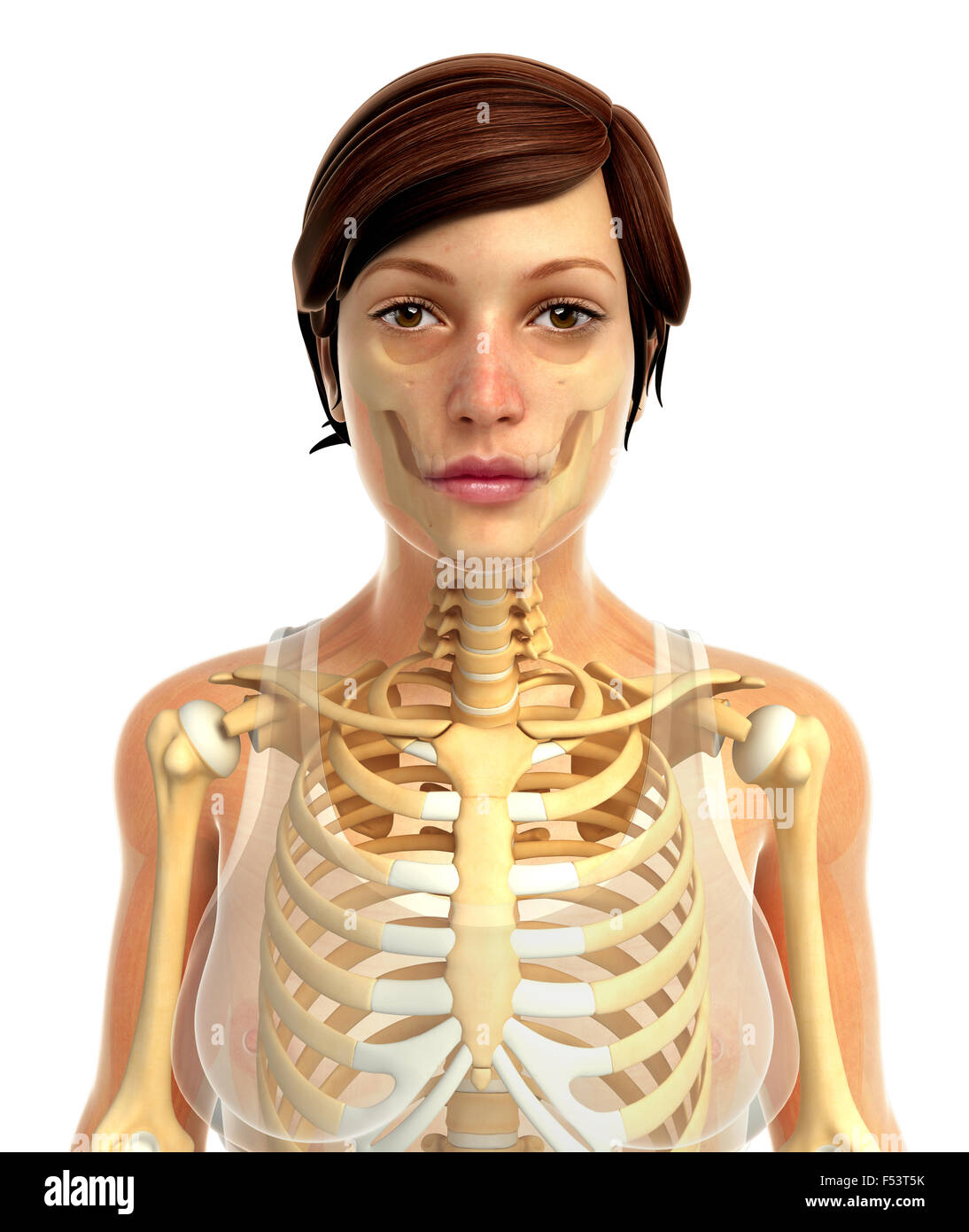 3d rendered illustration of human body Stock Photo - Alamy