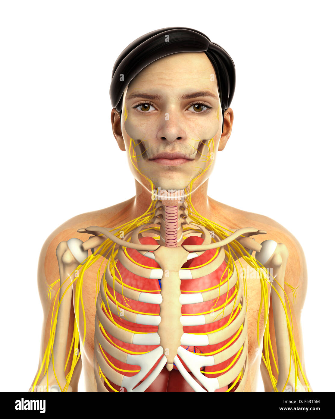 3d rendered illustration of human body Stock Photo - Alamy