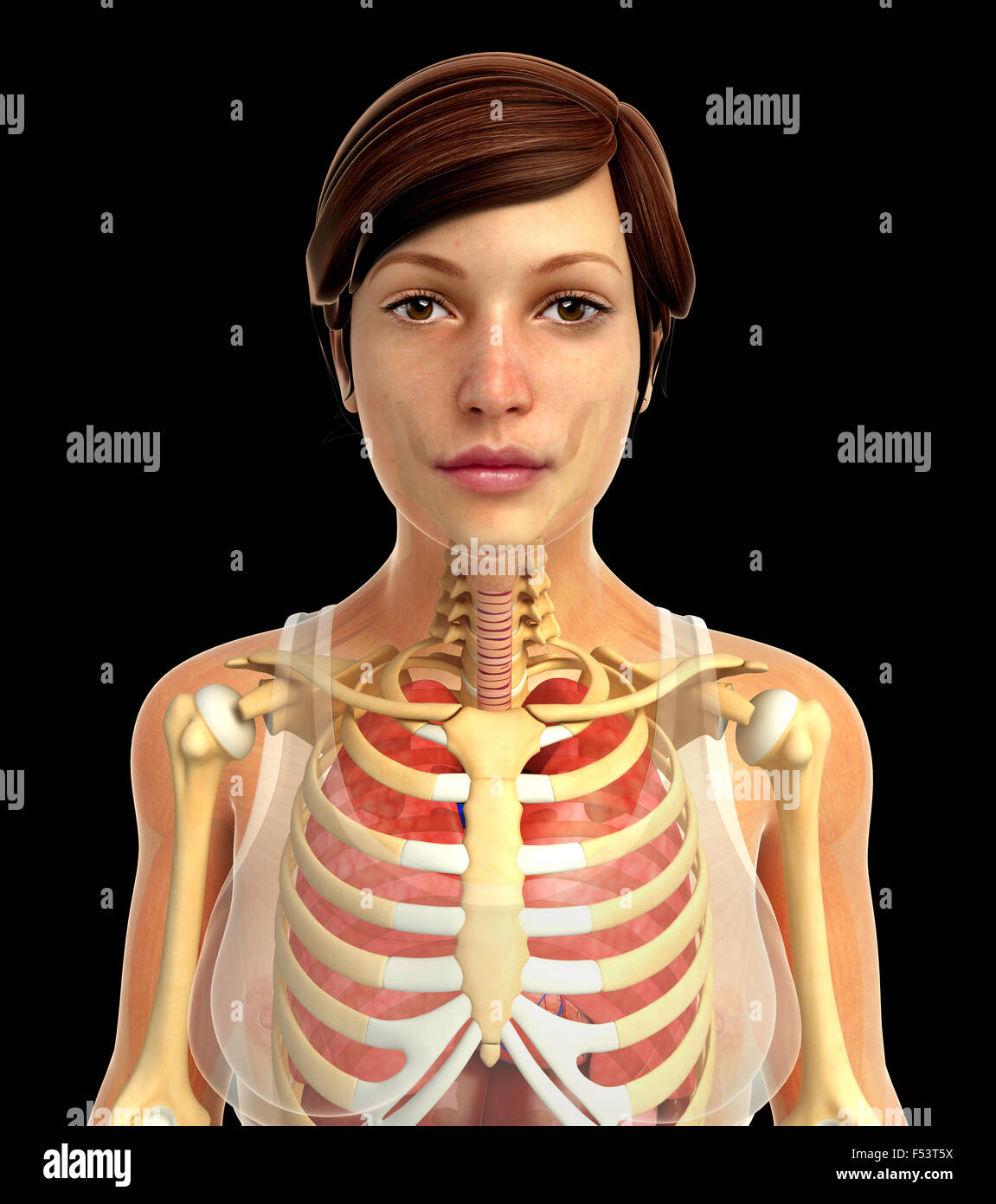 3d rendered illustration of human body Stock Photo - Alamy