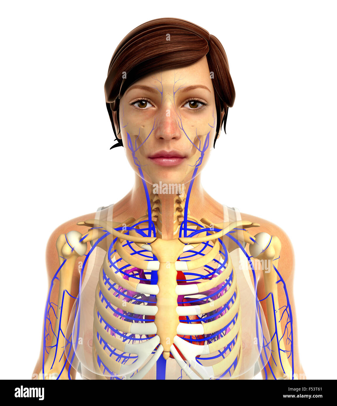 3d rendered illustration of human body Stock Photo - Alamy