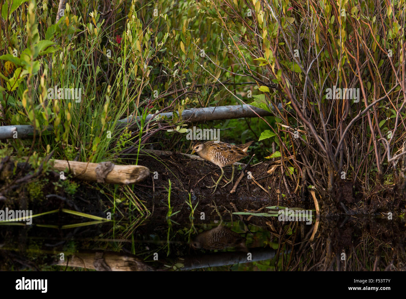 Sora bird hi-res stock photography and images - Alamy