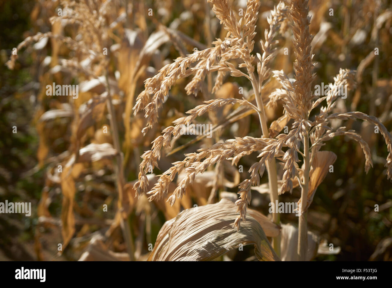 Rice plants growing in Pennsylvania, USA at Gray Wolf Plantation, Adams ...