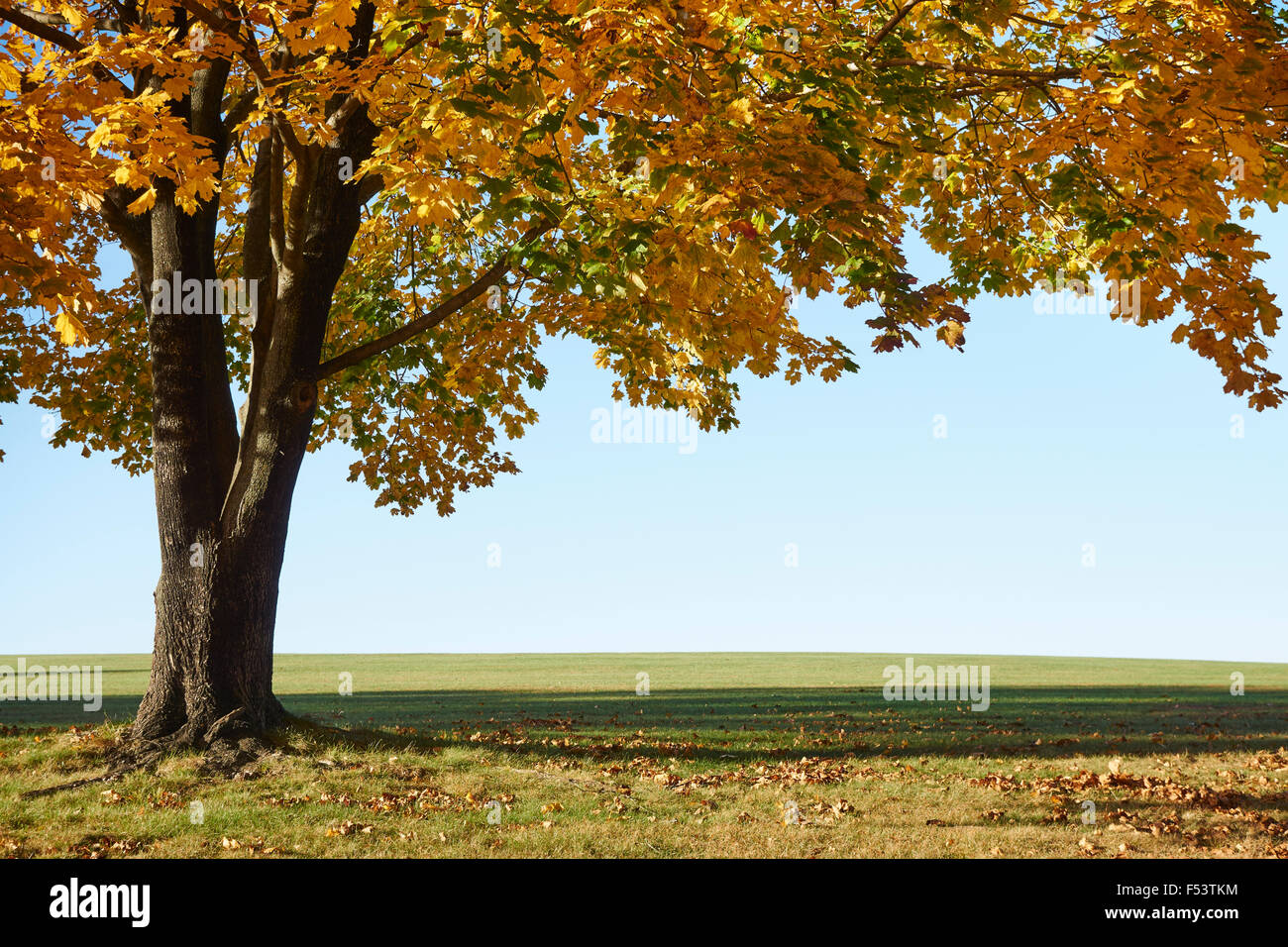 Lone Maple Tree in Fall, York County, Pennsylvania, USA Stock Photo - Alamy