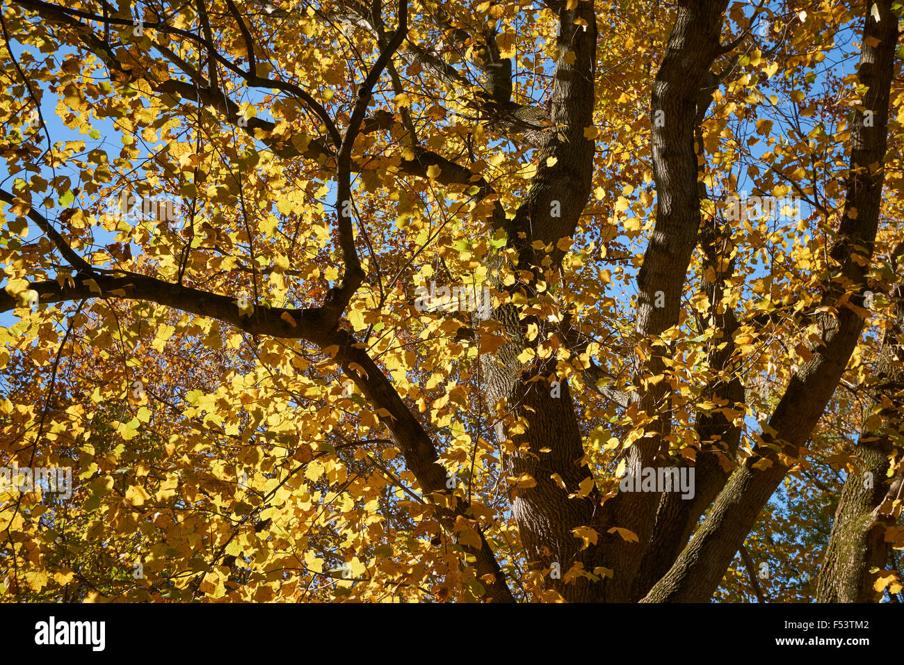 Iconic maple tree hi-res stock photography and images - Alamy