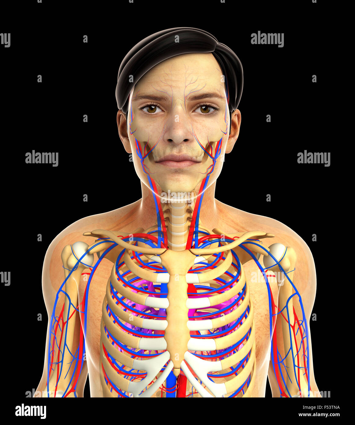 3d rendered illustration of human body Stock Photo - Alamy