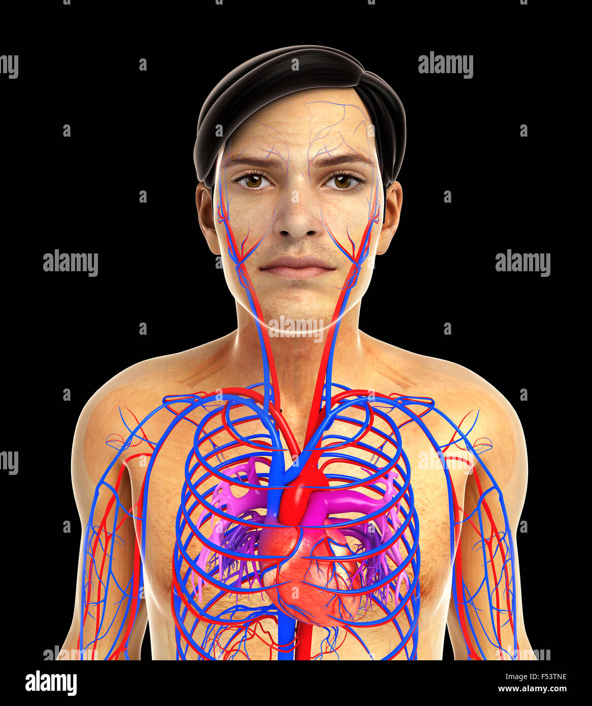 3d rendered illustration of human body Stock Photo - Alamy