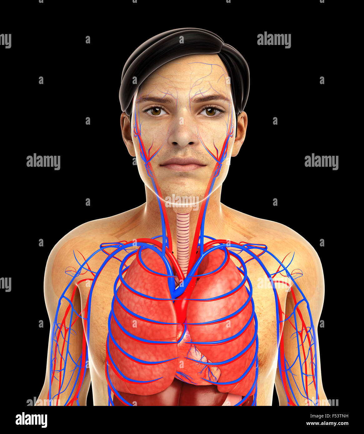 3d rendered illustration of human body Stock Photo - Alamy
