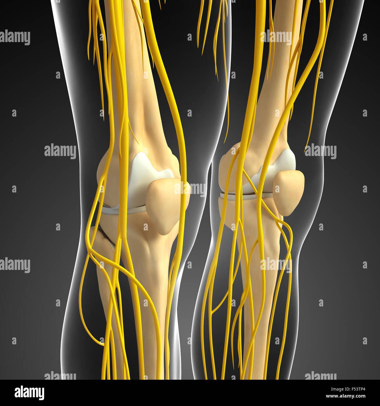 Illustration of knee skeleton with nervous system Stock Photo - Alamy