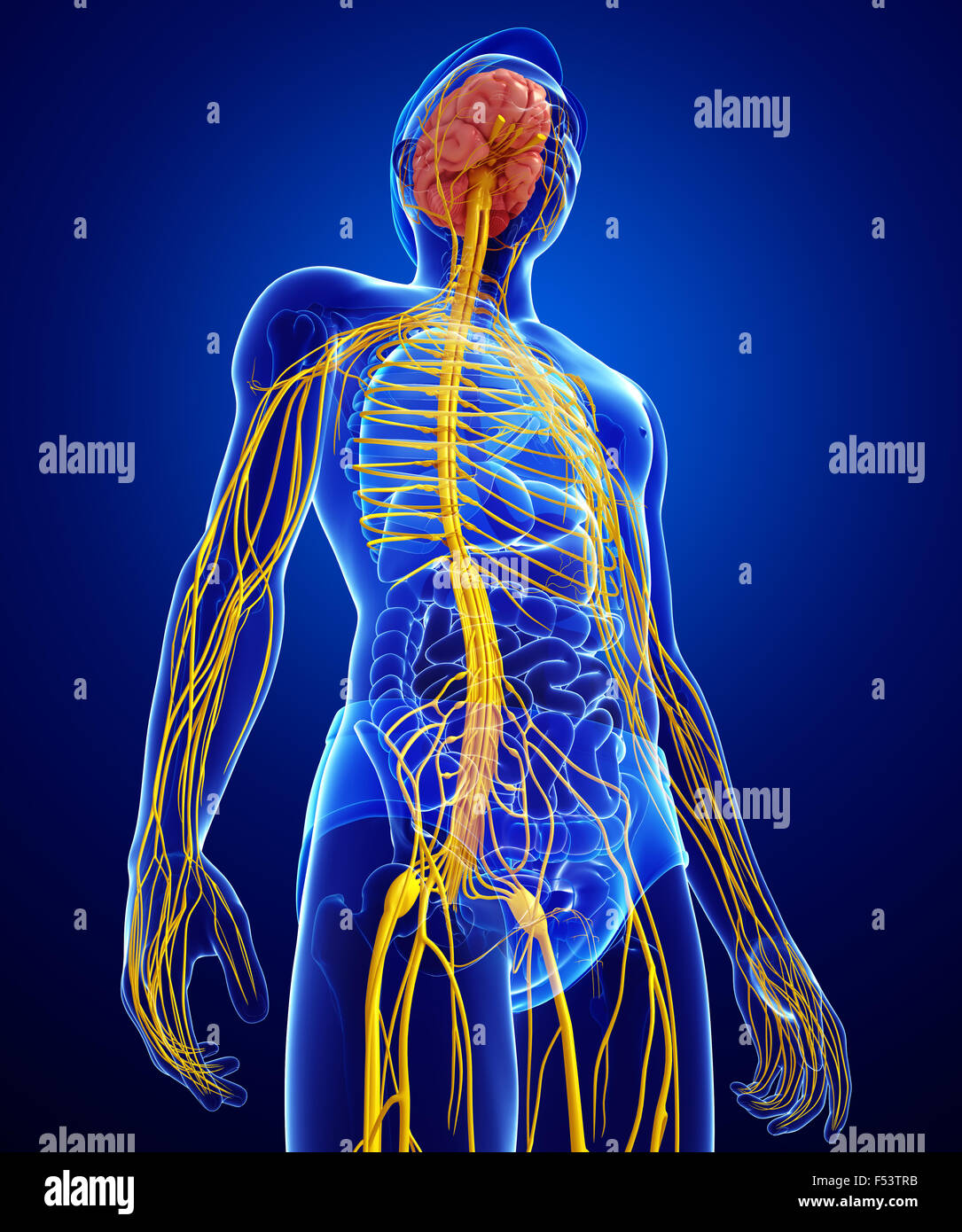 Nervous system hi-res stock photography and images - Alamy