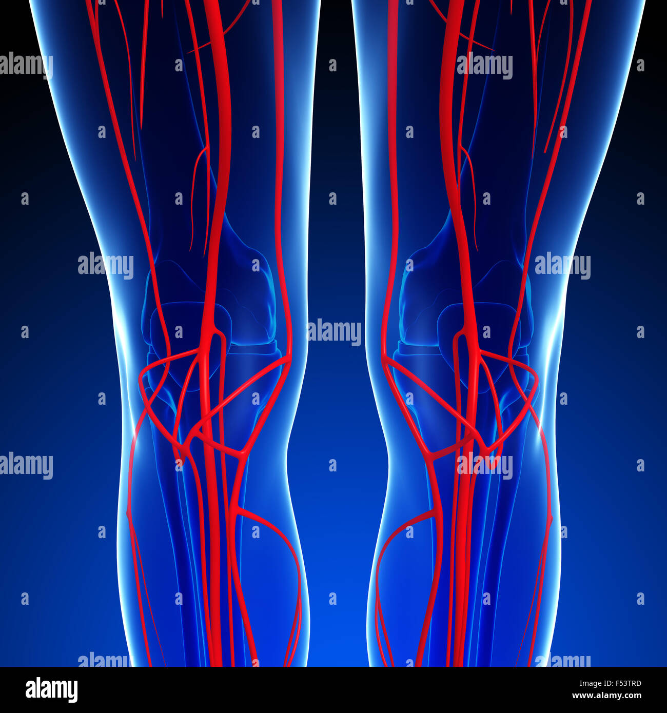 3d rendered illustration of human arterial system Stock Photo - Alamy
