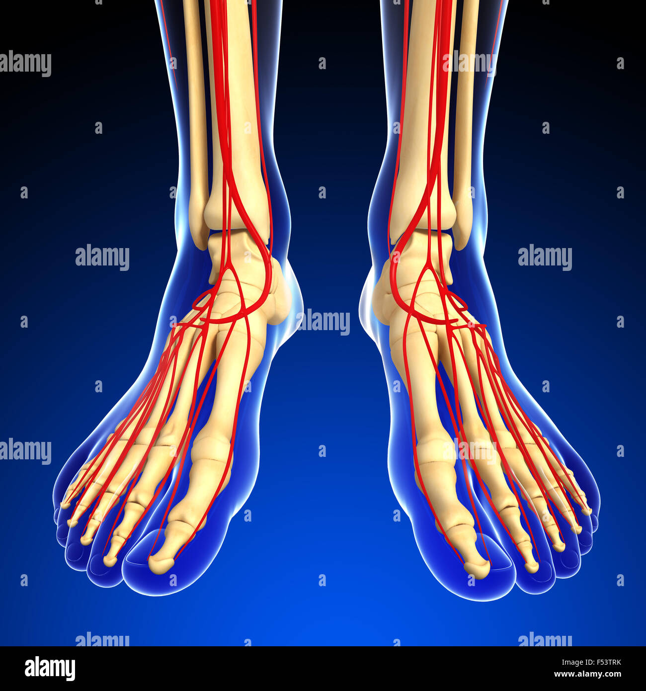3d rendered illustration human feet hi-res stock photography and images ...