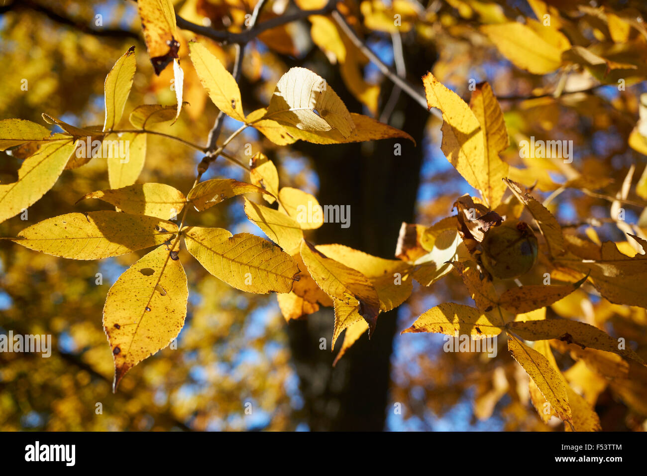 Pennsylvania fall foliage hi-res stock photography and images - Alamy