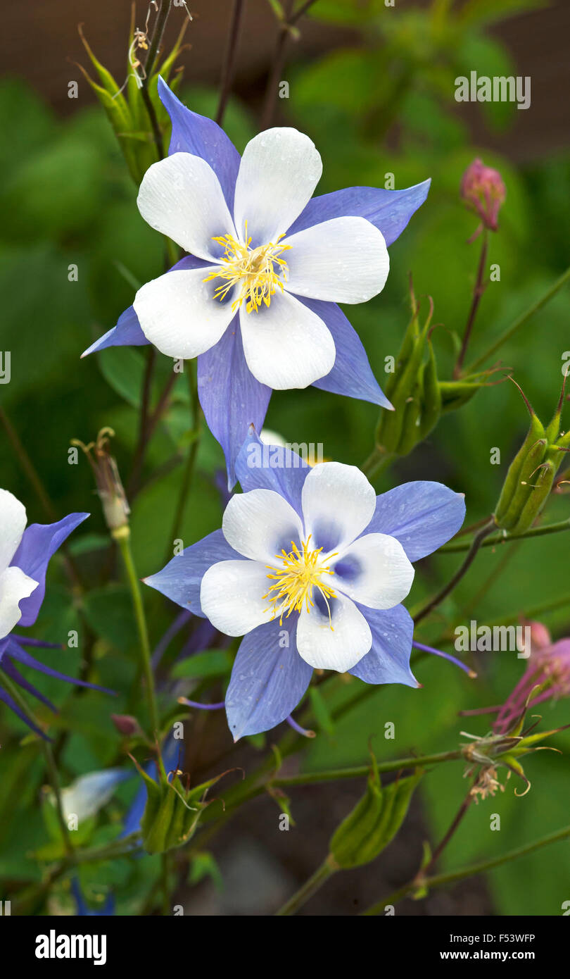 Common columbine (Aquilegia vulgaris), Tyrol, Austria Stock Photo - Alamy