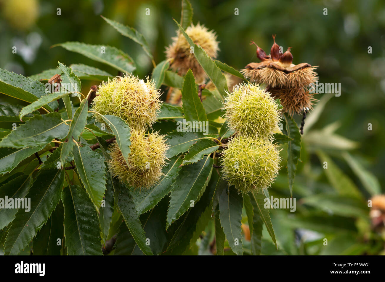 Fruits chestnut hi-res stock photography and images - Alamy