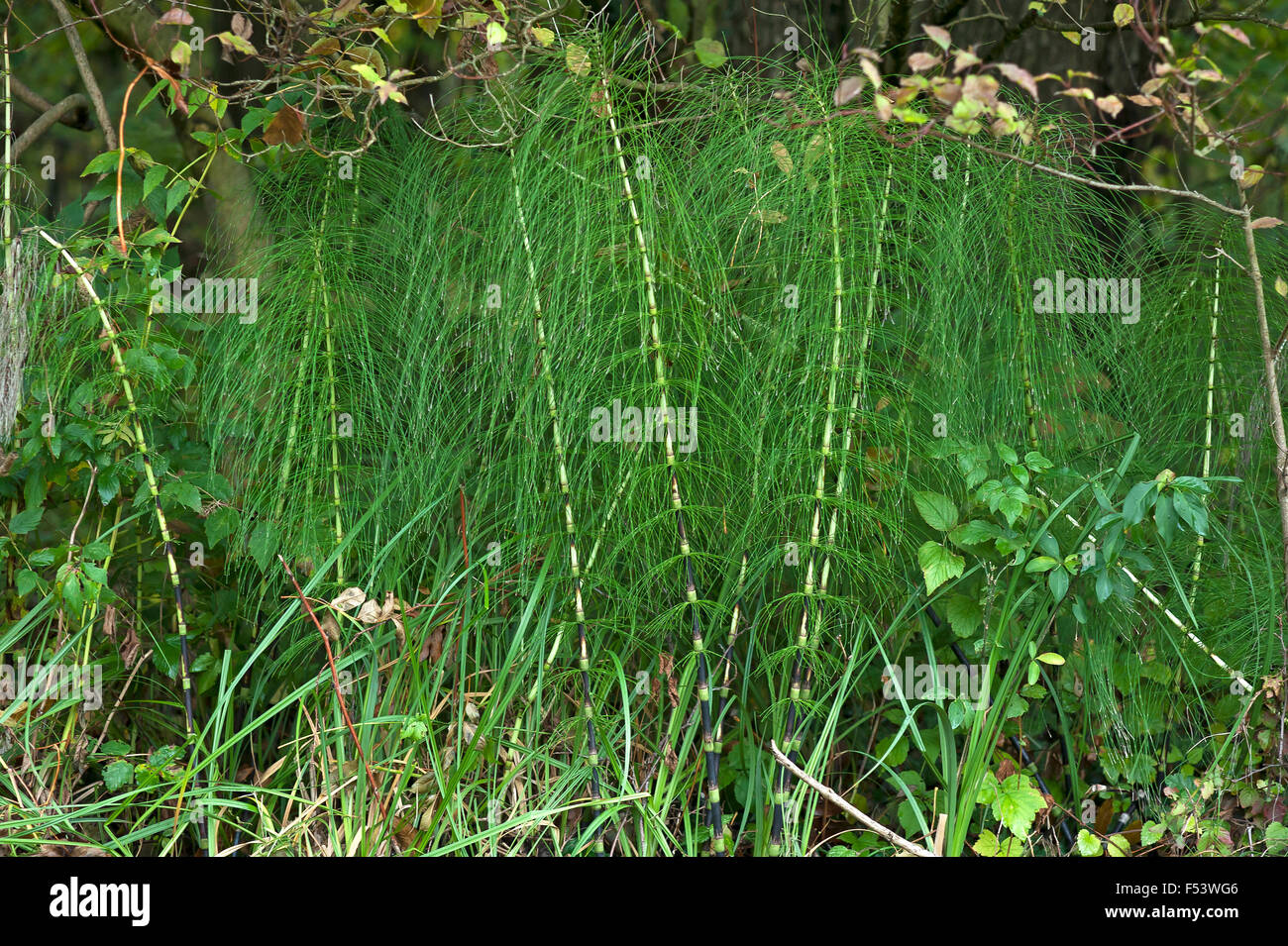 Great horsetail or northern giant horsetail (Equisetum telmateia ...